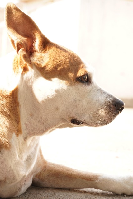 Cachorro Cachorrinho Bicho De - Foto gratuita no Pixabay - Pixabay