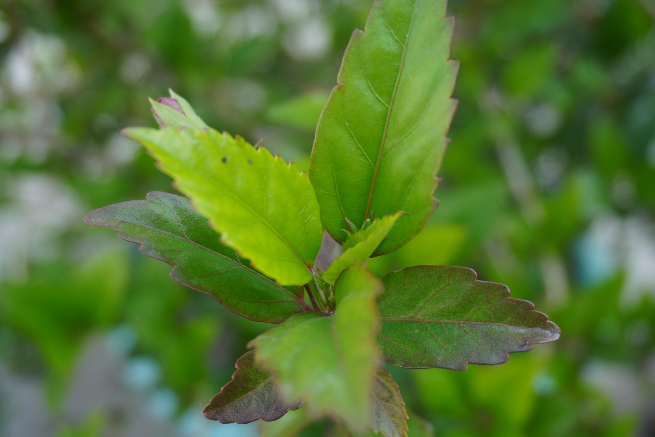 Nature Green Petals - Free photo on Pixabay - Pixabay