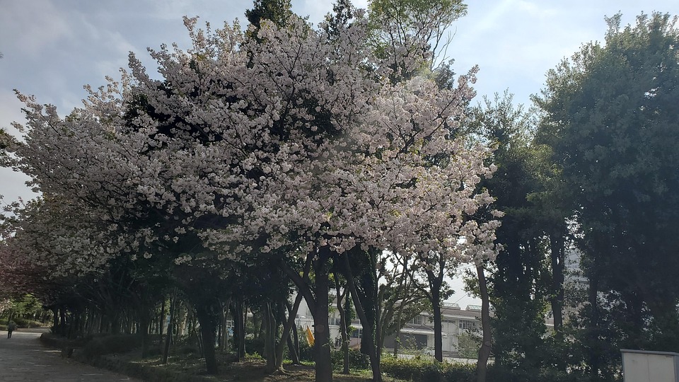 Bunga Sakura Pohon Ceri Berjalan - Foto gratis di Pixabay - Pixabay