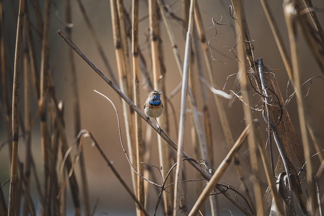 Free HD Bird Images & Stock Photos - Download 100,000+ Stunning ...