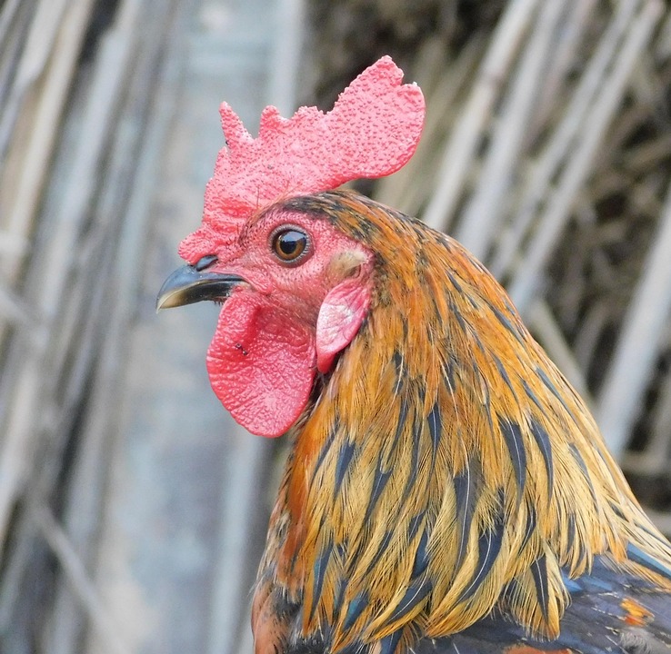 Galo Ave De Terra Poulte - Foto gratuita no Pixabay - Pixabay
