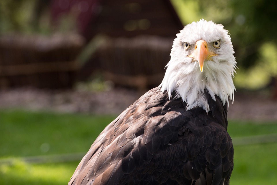 Adler Vogel Natur - Kostenloses Foto auf Pixabay - Pixabay