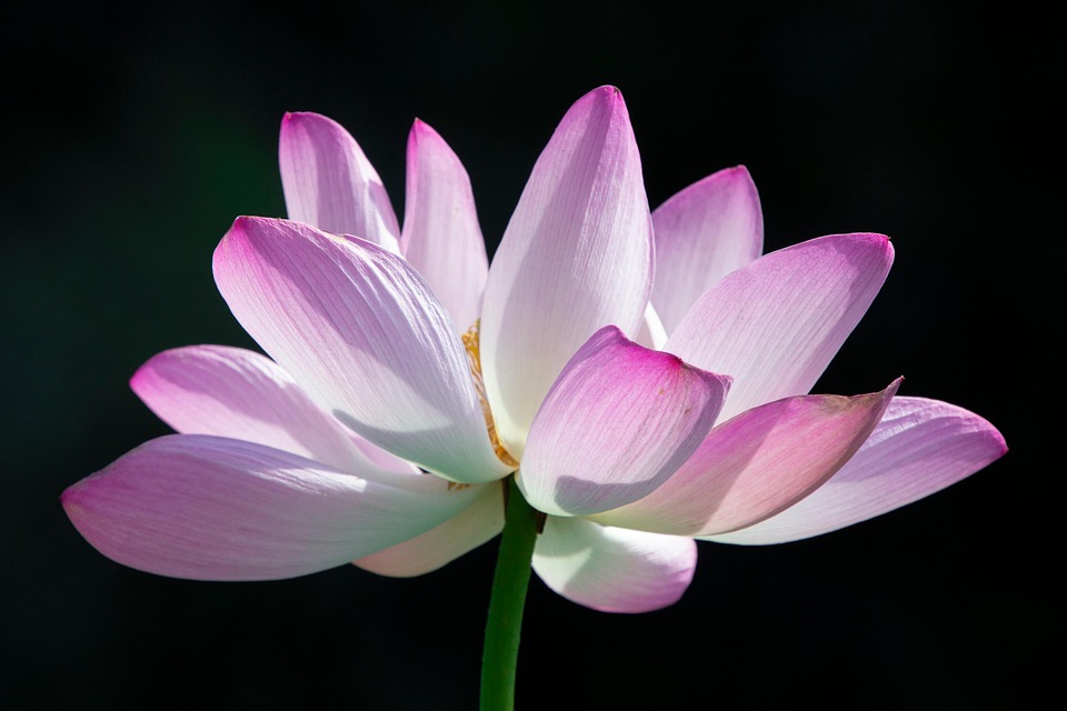 Flower Lotus Botany - Free photo on Pixabay