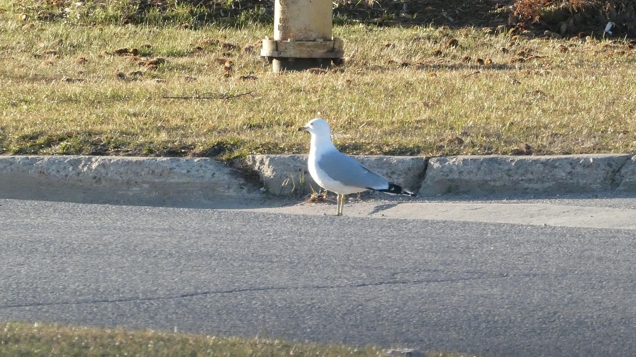 Pigeon Bird Nature - Free photo on Pixabay - Pixabay