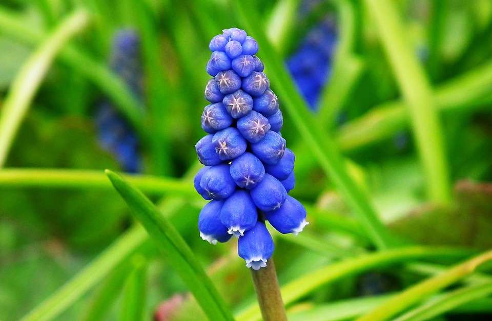 Grape Hyacinth Flowers Blue - Free photo on Pixabay