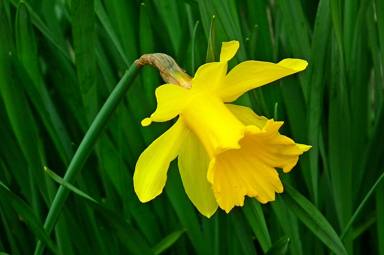 Narcisse Fleurs Jaune Le - Photo gratuite sur Pixabay - Pixabay