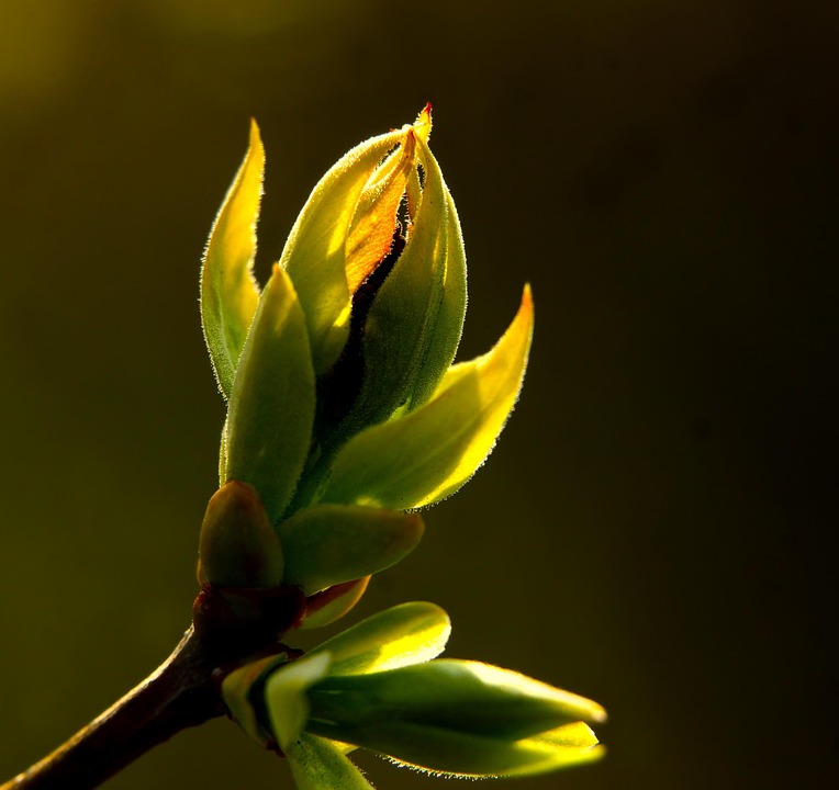 Leaves Buds Plants - Free photo on Pixabay