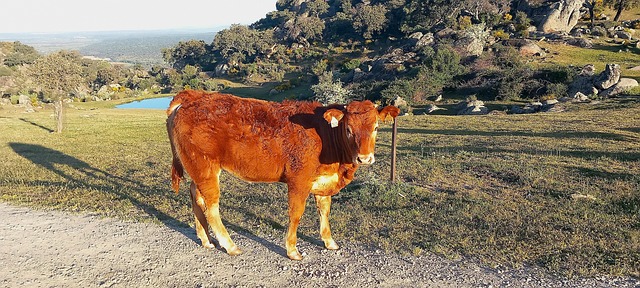 Bovine Veau Animal - Photo gratuite sur Pixabay - Pixabay