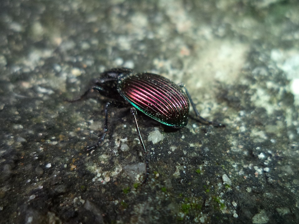 Beetle Rouge Vert - Photo gratuite sur Pixabay - Pixabay