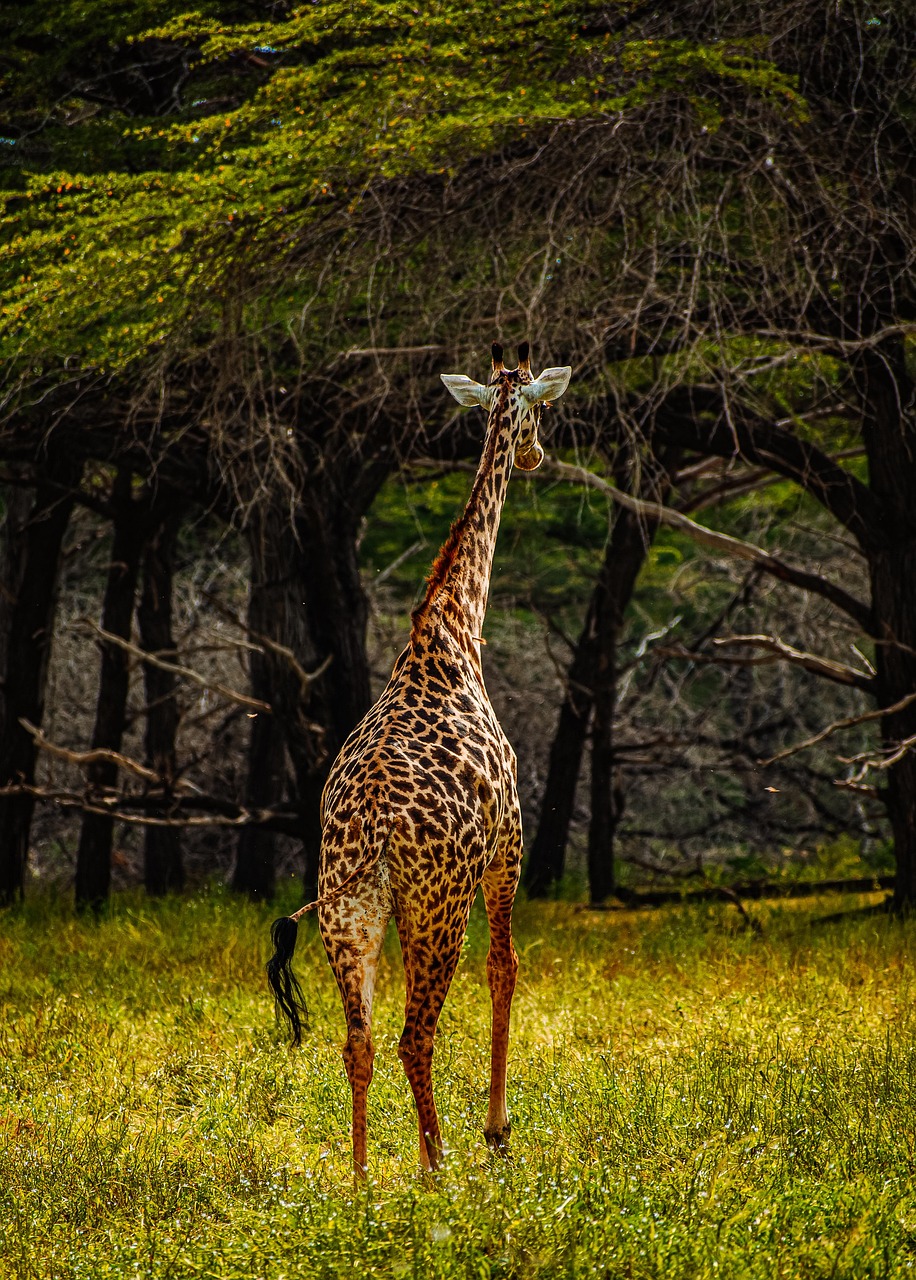 Animal Giraffe Mammal - Free photo on Pixabay - Pixabay