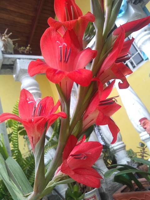 Flowers Nature Glodiolus - Free photo on Pixabay