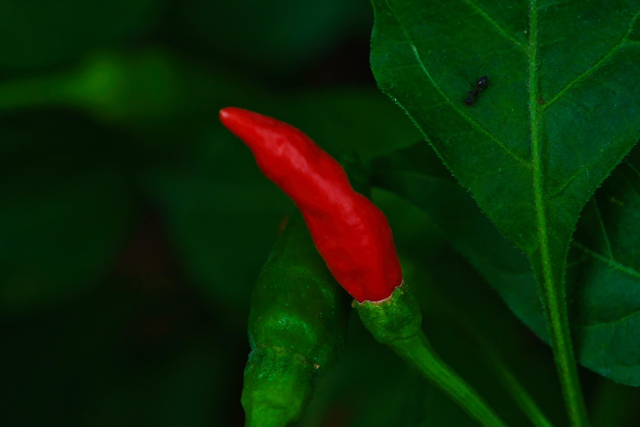 Le Chili Macro Plantes - Photo gratuite sur Pixabay - Pixabay