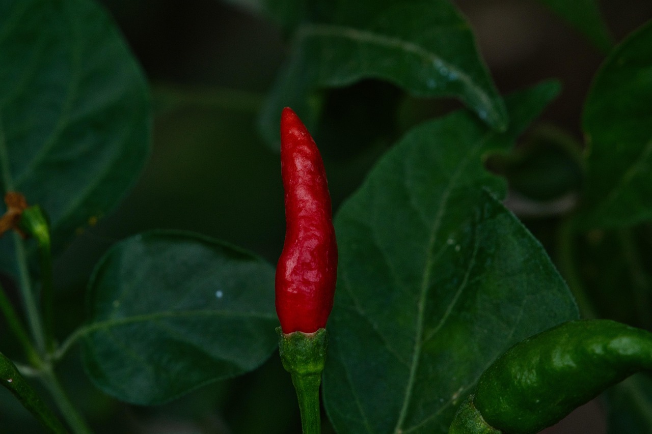Le Chili Macro Plantes - Photo gratuite sur Pixabay - Pixabay