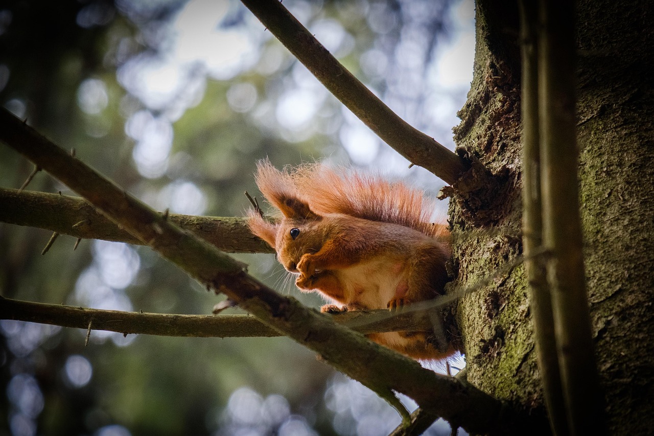 Animal Mammal Squirrel - Free photo on Pixabay