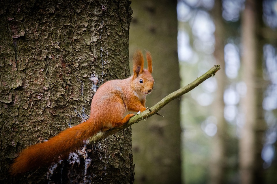 Animal Squirrel Mammal - Free photo on Pixabay