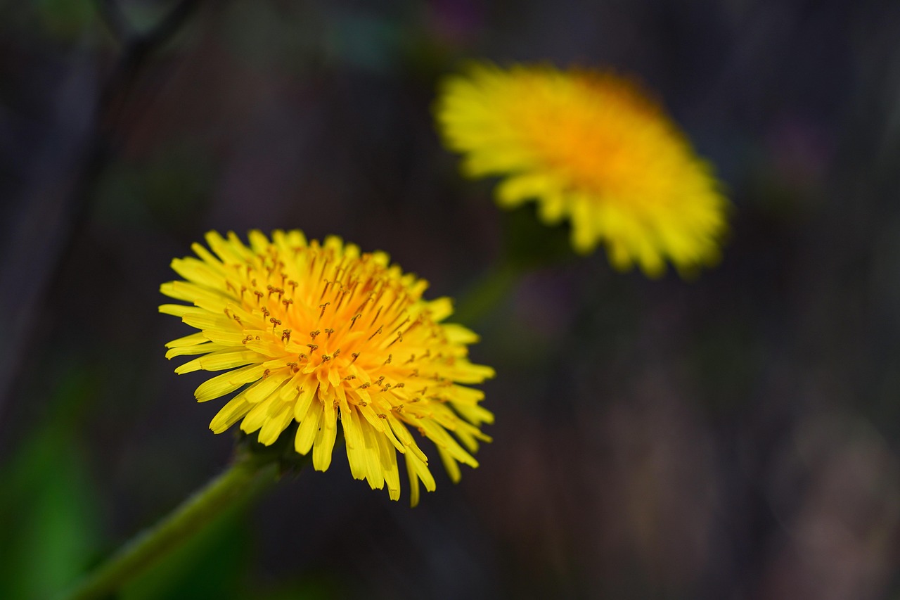 Flores Diente De León Bloom - Foto gratis en Pixabay - Pixabay