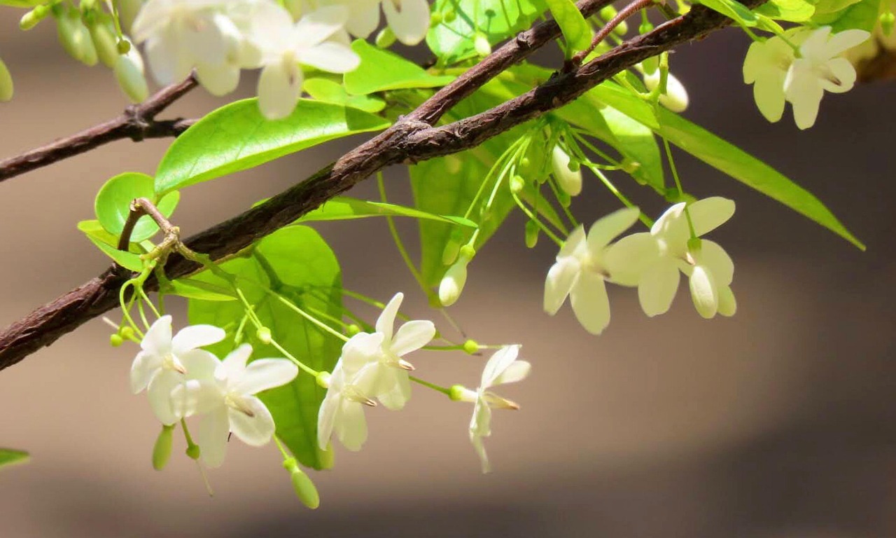 Flower Apricot Projection - Free photo on Pixabay - Pixabay