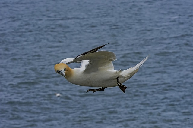 Oiseau De Mer Nature Fou - Photo gratuite sur Pixabay - Pixabay