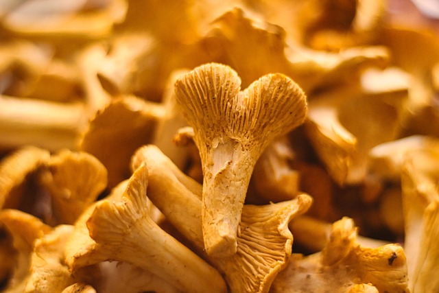 Champignons Girolles Champignon - Photo gratuite sur Pixabay - Pixabay