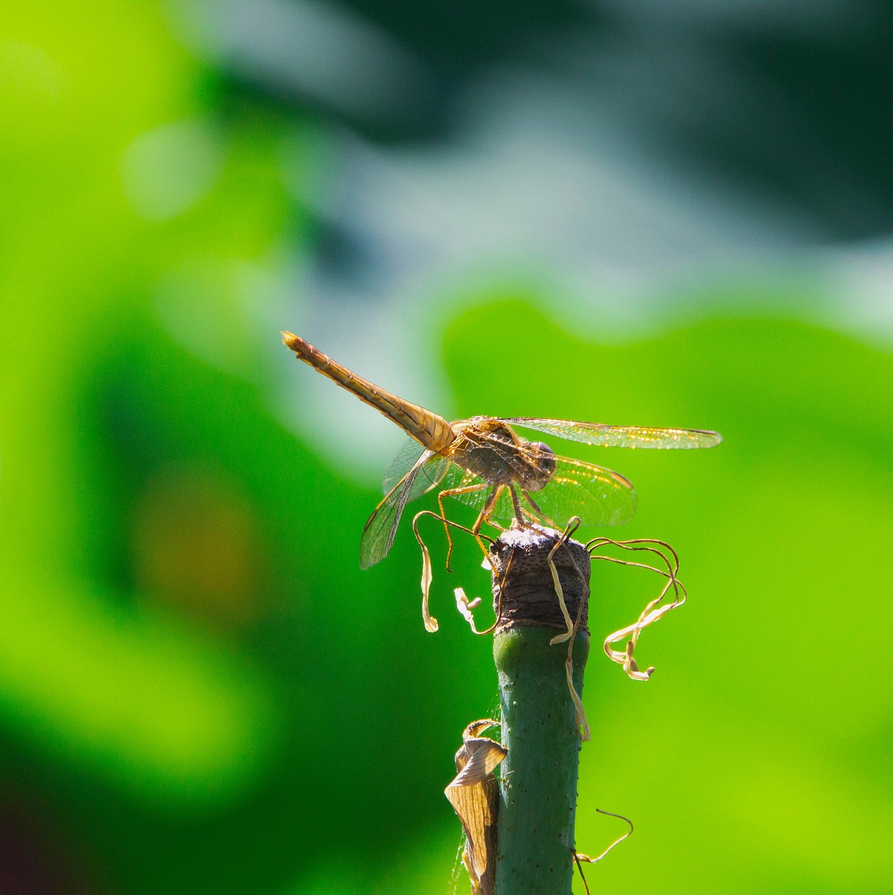Dragonfly Insect Stem - Free photo on Pixabay