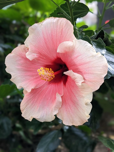 10+ Free Gumamela & Flower Images - Pixabay