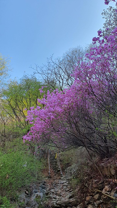 Surisan Gwanmobong Azalea - Free photo on Pixabay - Pixabay