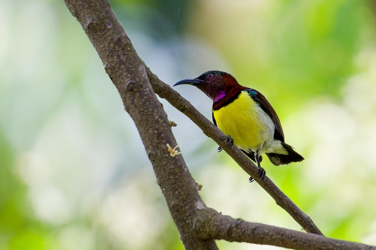 Bird Wildlife Sunbird Purple - Free photo on Pixabay - Pixabay