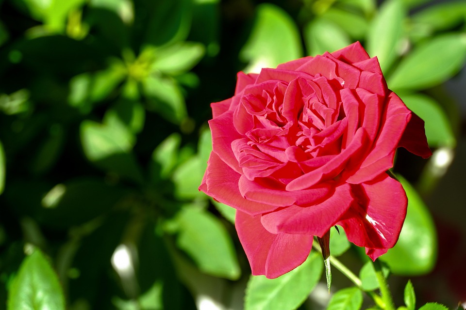 Fleur Rose Bloom - Photo gratuite sur Pixabay