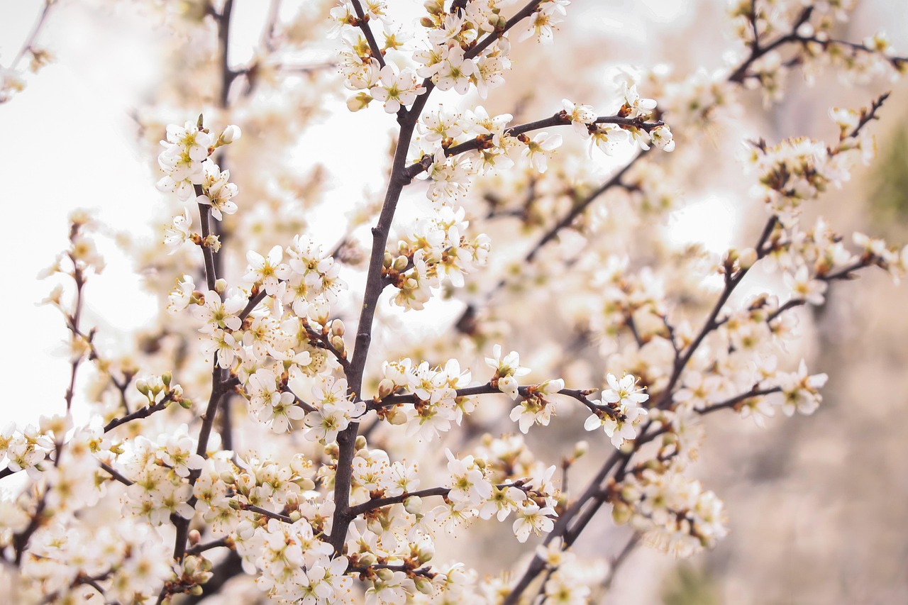60,000+ Free Hawthorn Flowers & Hawthorn Images - Pixabay
