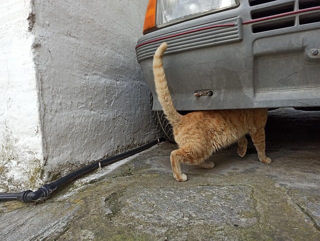 Gato Carro Animais - Foto gratuita no Pixabay - Pixabay