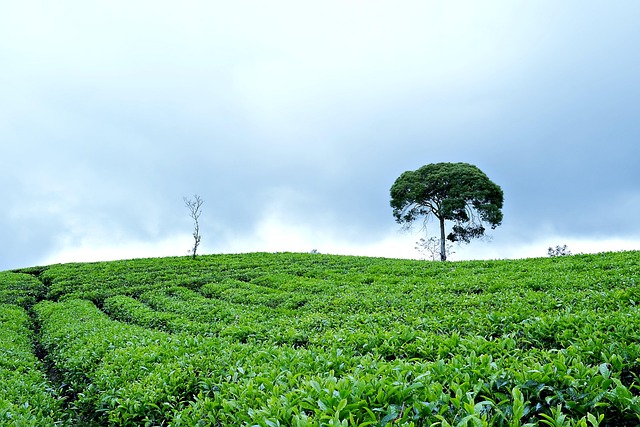 茶园 茶叶 绿色 - Pixabay上的免费照片