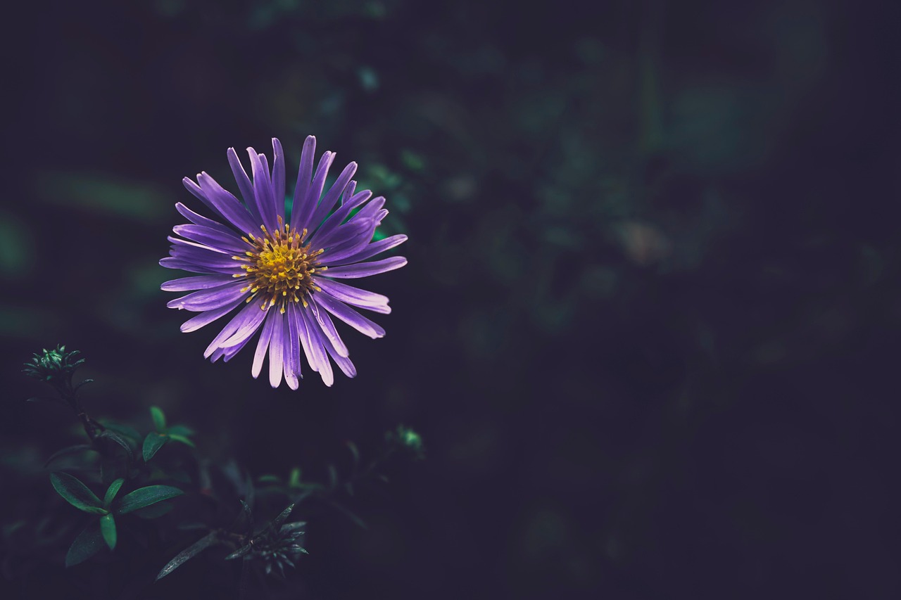 Dark Background - Free photo on Pixabay - Pixabay