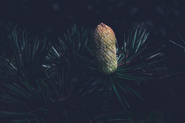 Cedro Atlas Azul Árvore De - Foto gratuita no Pixabay - Pixabay