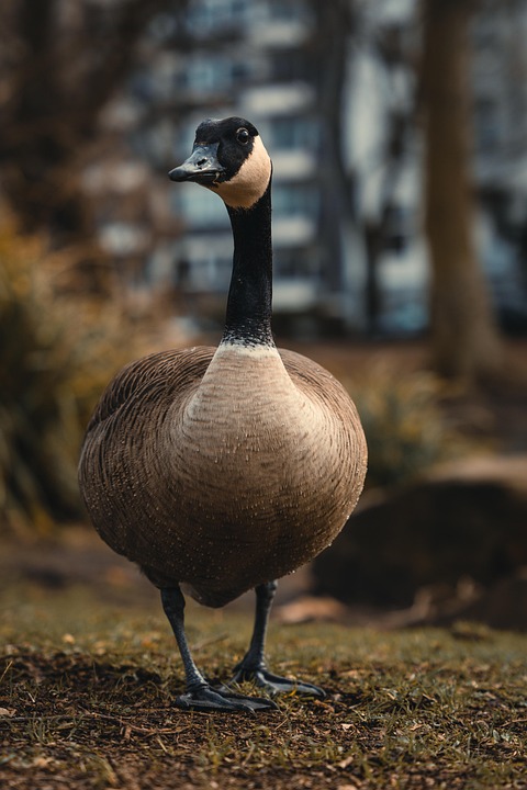 Canadian Goose Bird - Free photo on Pixabay - Pixabay