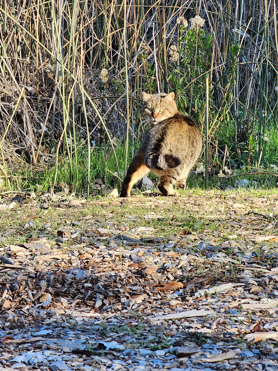 Wildcat Faune Nature - Photo gratuite sur Pixabay - Pixabay