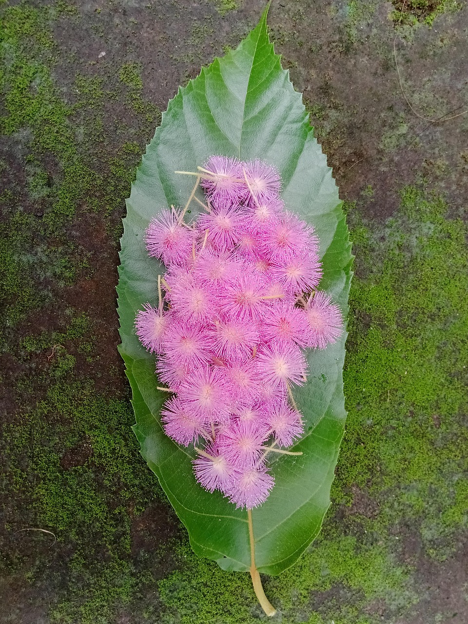 Malu-Malu Flor De Fabácea Planta - Foto gratuita no Pixabay - Pixabay