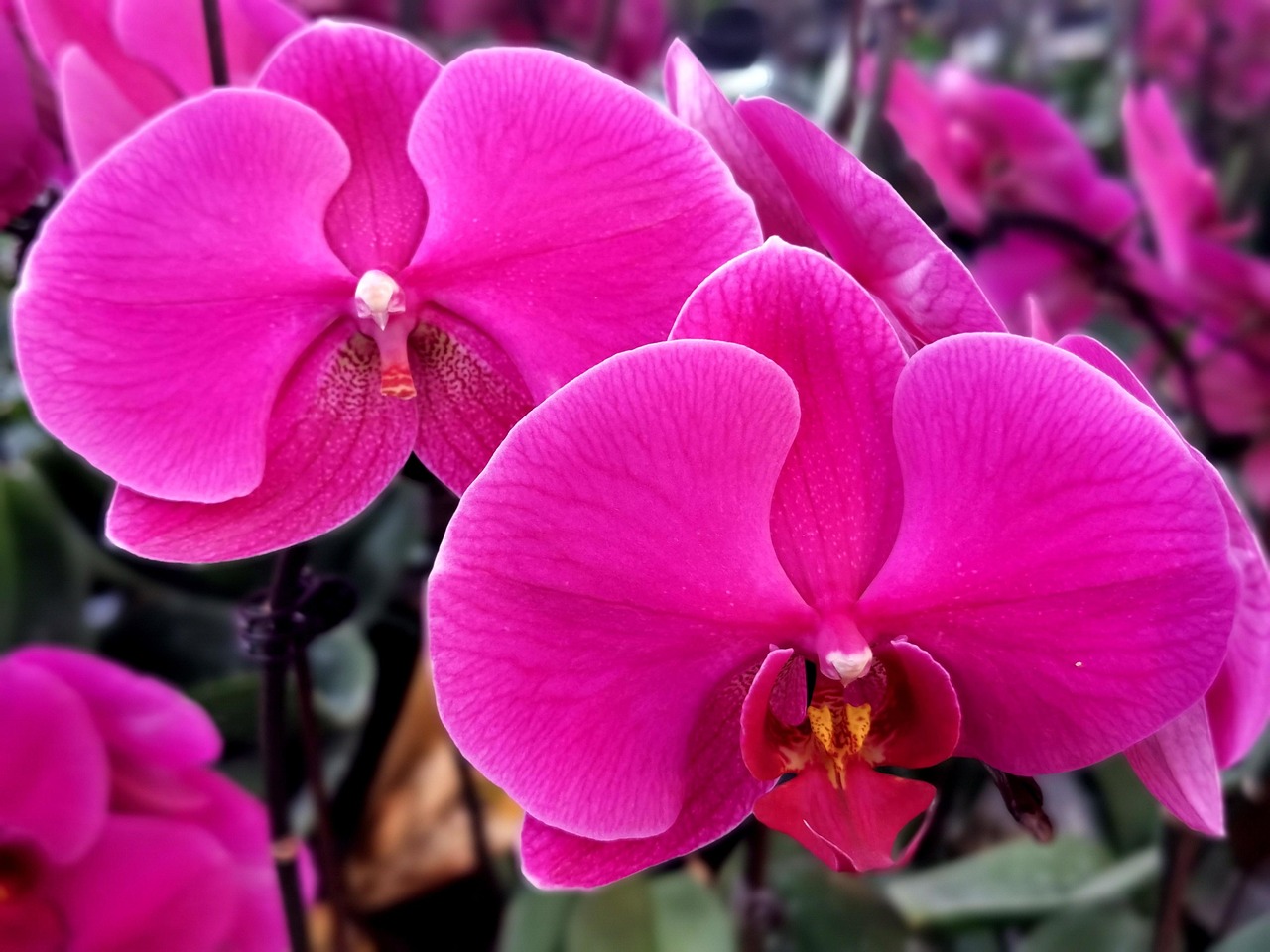 Phalaenopsis Plant Flower - Free photo on Pixabay - Pixabay