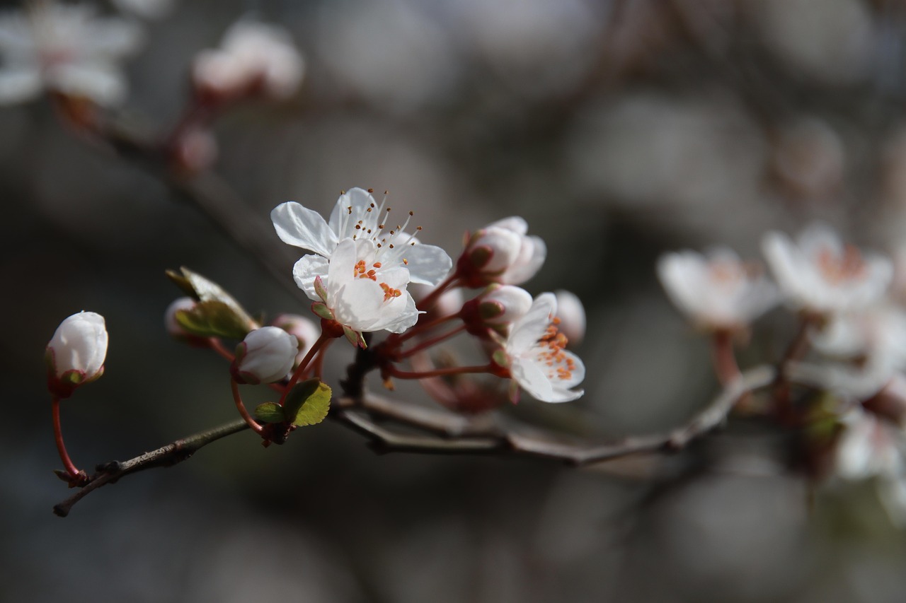 Flores Flor De Cereza Bloom - Foto gratis en Pixabay - Pixabay