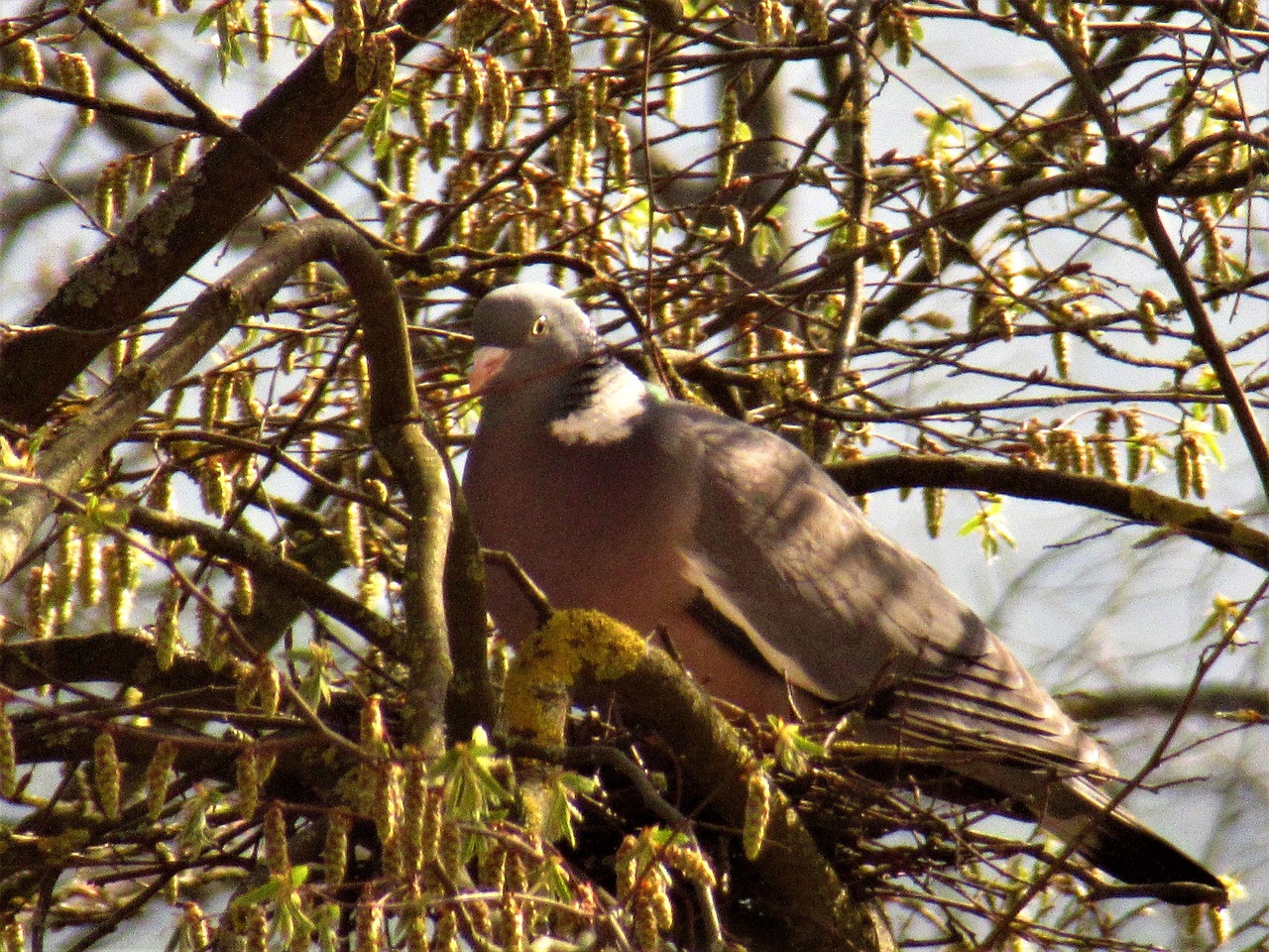 Columba Palumbus Wood Pigeon Field - Free photo on Pixabay - Pixabay