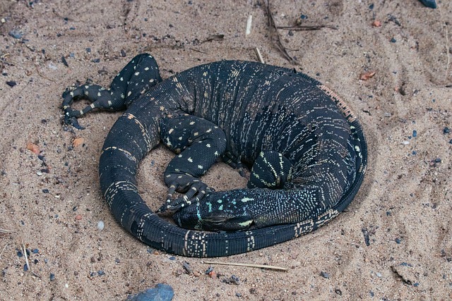 Moniteur De Dentelle Goanna - Photo gratuite sur Pixabay - Pixabay