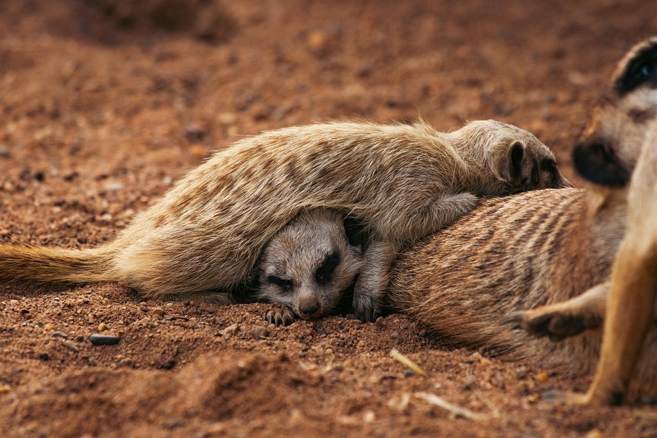 Animal Meerkat Mammal - Free photo on Pixabay