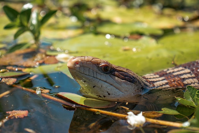 Lizard Blue Tongue Skink Free Photo On Pixabay