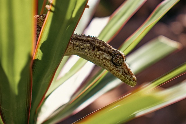 Leaf Tail Gecko Plant - Free photo on Pixabay