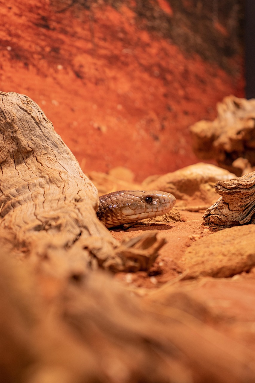Snake Mulga King Brown - Free photo on Pixabay - Pixabay