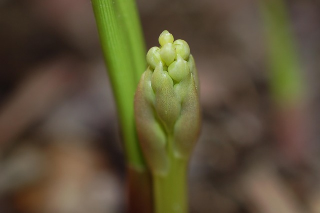 Lily Of The Valley Buttons - Free photo on Pixabay