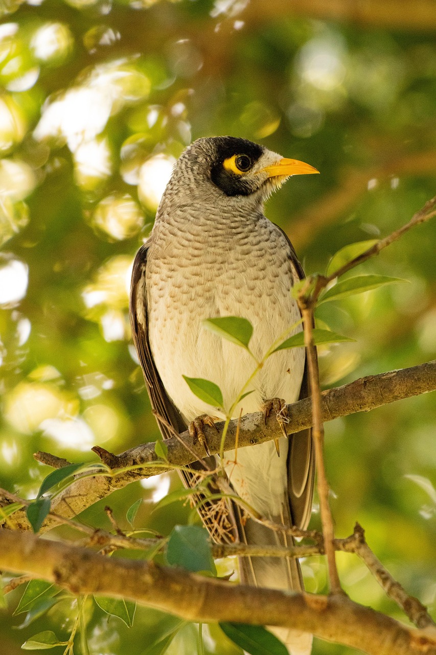 Burung Penambang Berisik Ilmu - Foto gratis di Pixabay - Pixabay