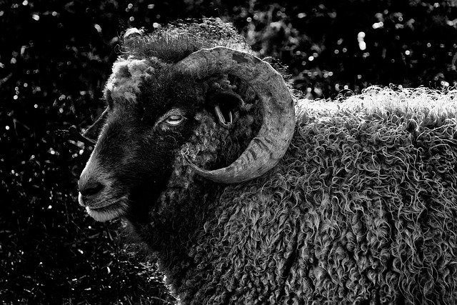 Animal Mammal Sheep - Free photo on Pixabay