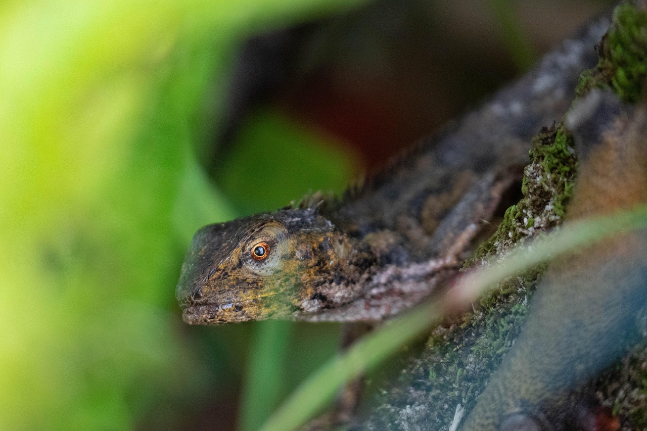 Plus de 700 photos gratuites de Cameleon et de Caméléon - Pixabay