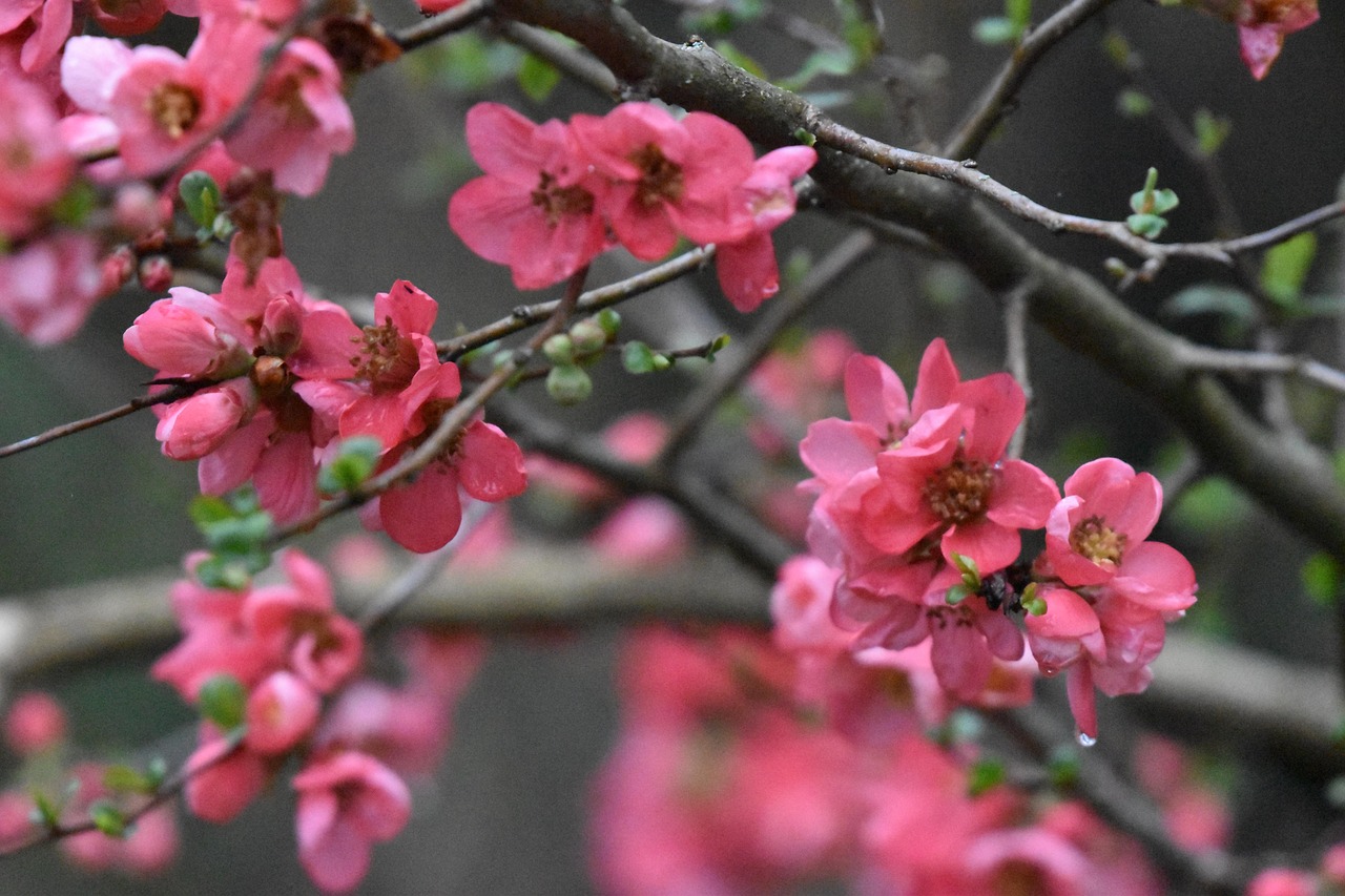 False Quince Ornamental Shrub - Free photo on Pixabay - Pixabay