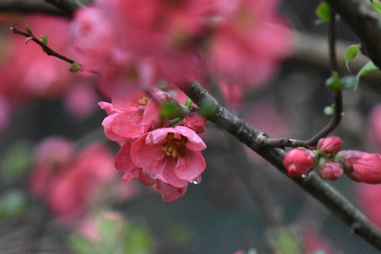 False Quince Blossoms Spring - Free photo on Pixabay - Pixabay